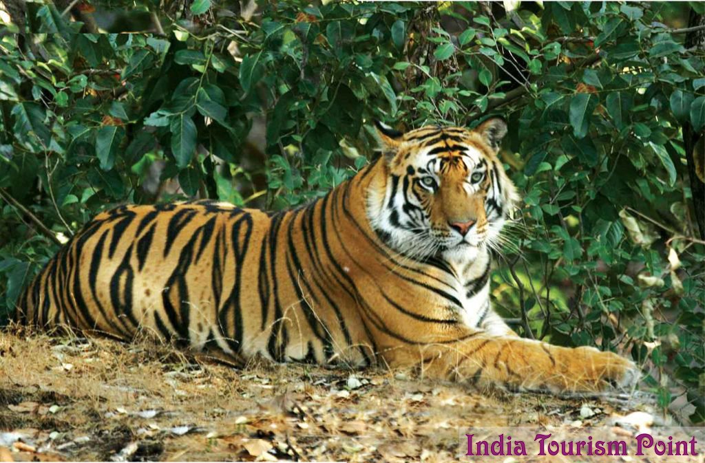 Sariska Tiger Reserve Tourism Wildlife Sanctuary, Tigers, Leopad in ...